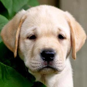 Conoce tu mascota (labradores): CONOCE A TU MASCOTA LABRADOR